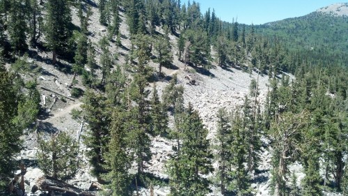 ‘Give Me Solitude’ Among the Ancient ‘Grotesque’ Trees | The Lincoln ...